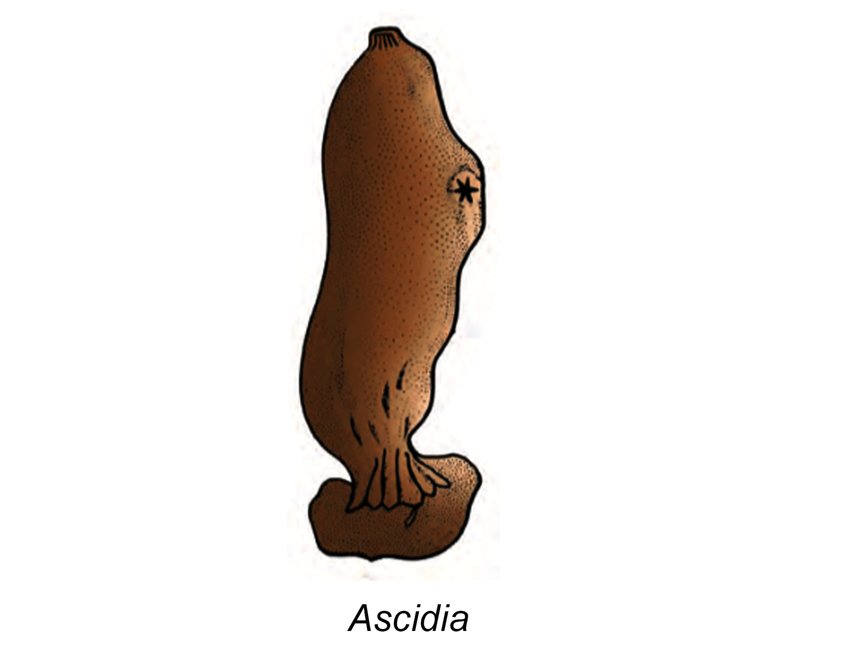 acraniata protochordata in biology: Definition, Types and Importance | AESL